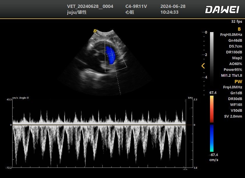 DWanimal Ultrasound Image of Blood Flow in the Aorta of a Cat – Dawei ...