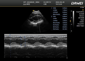 DWanimal Ultrasound Image of the Left Ventricle in a Cat – Dawei Vet Med
