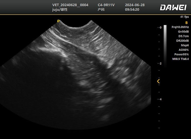 DWanimal Ultrasound Image of the Stomach of a Cat – Dawei Vet Med