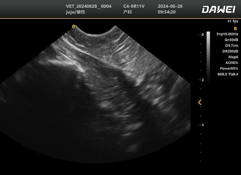 DWanimal Ultrasound Image of the Urethra of a Cat – Dawei Vet Med