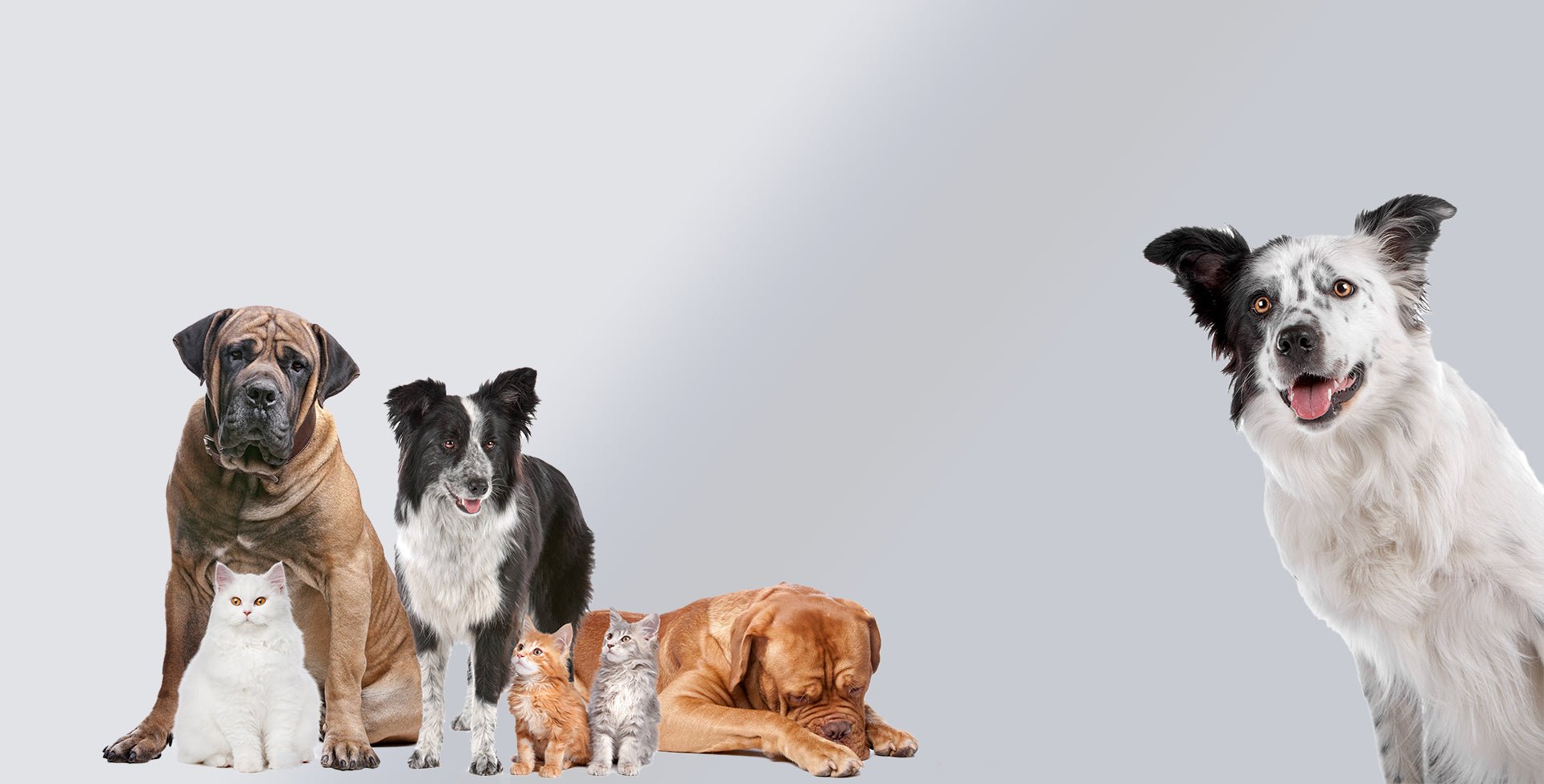 Best Pet Ultrasound Machines - Precision & Advanced Tech for Vets ...